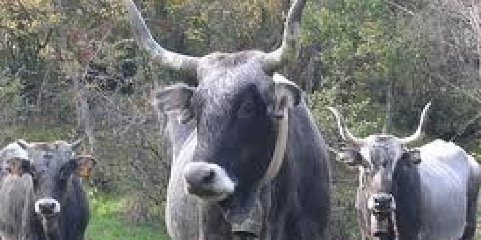 La podolica protagonista all'Eataly a Roma - Gazzetta del Sud