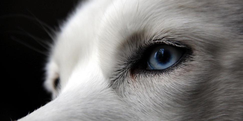 Il canile di Cirò Marina è allagato, 250 cani in cerca di nuova casa ...