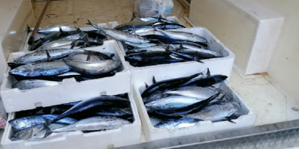 Vendita abusiva di pesce, sequestrati 70 tonni a Isola Capo Rizzuto ...
