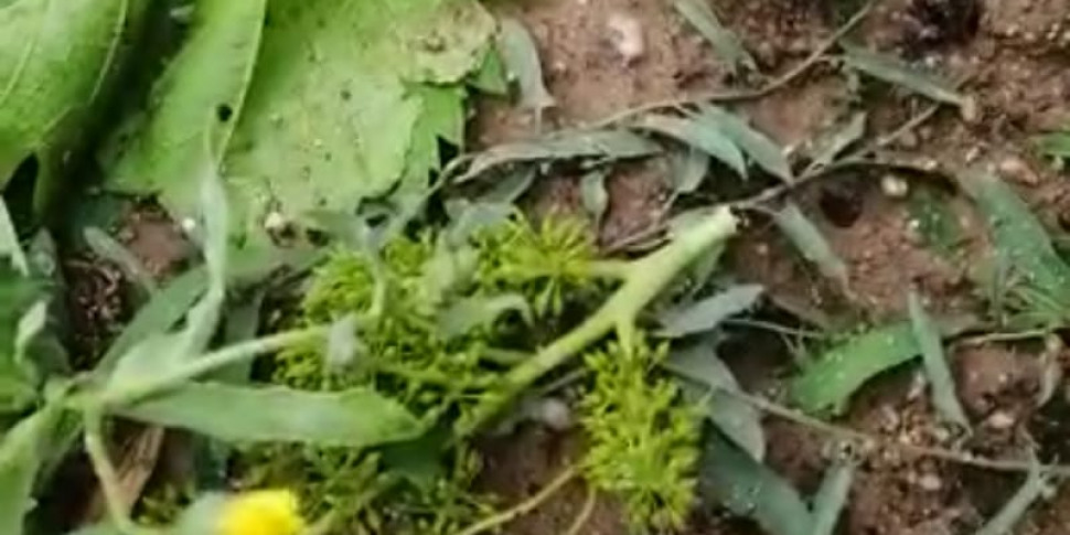 Grandine su Cirò Marina, danneggiati i vigneti di Difesa Piana ...