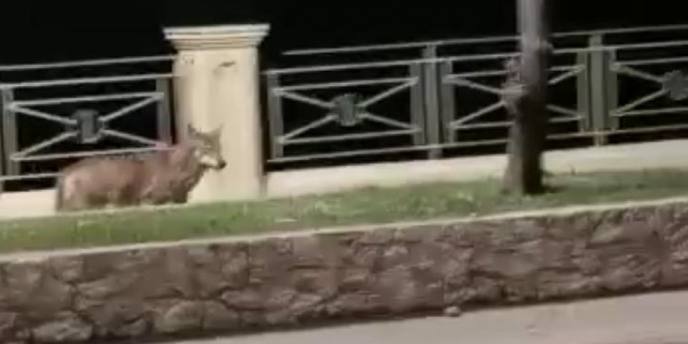 Lupo per strada sul lungomare di Cirò Marina, il video dell ...