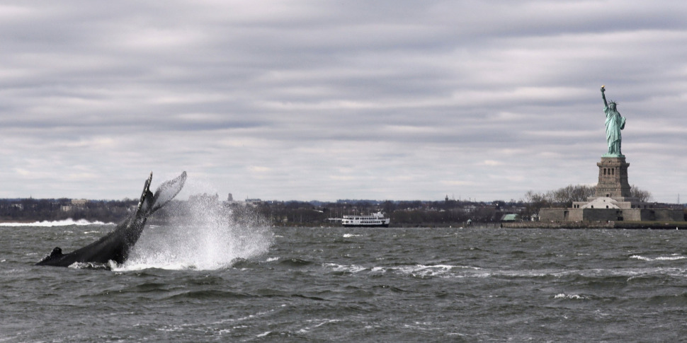 Una balena a New York nuota davanti alla Statua della Libertà ... Una balena a New York nuota davanti alla Statua della Libertà ...