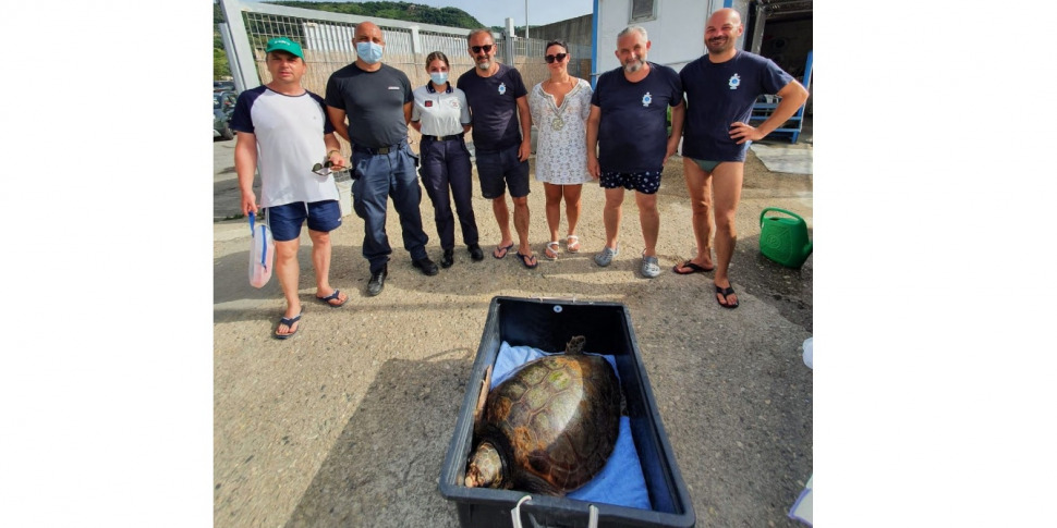 Palmi, ripulita Cala Janculla. Salvata una Caretta Caretta - Gazzetta ...