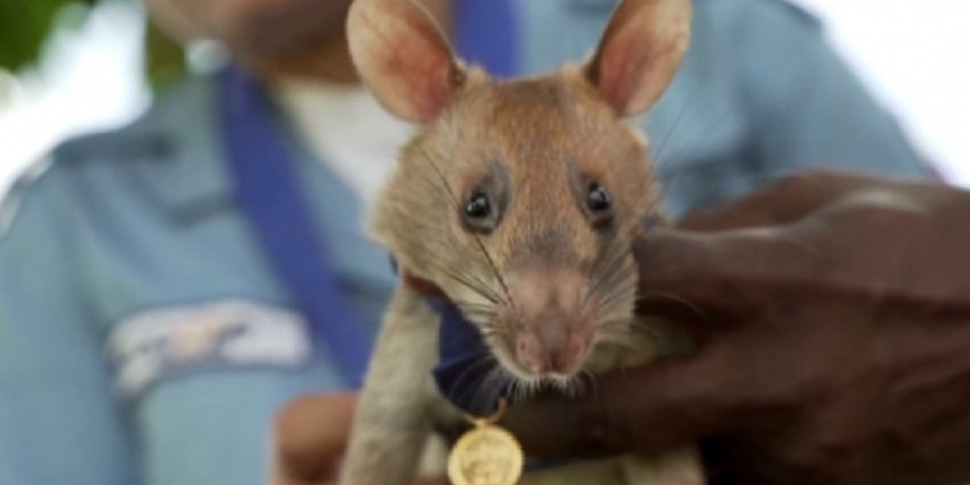 E' morto Magawa, il topo "eroe" decorato: ha scovato oltre 100 mine in ...