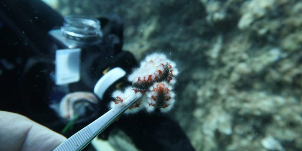 Com'è cambiato il mare alle Eolie: arriva il barracuda, ma c'è il ...