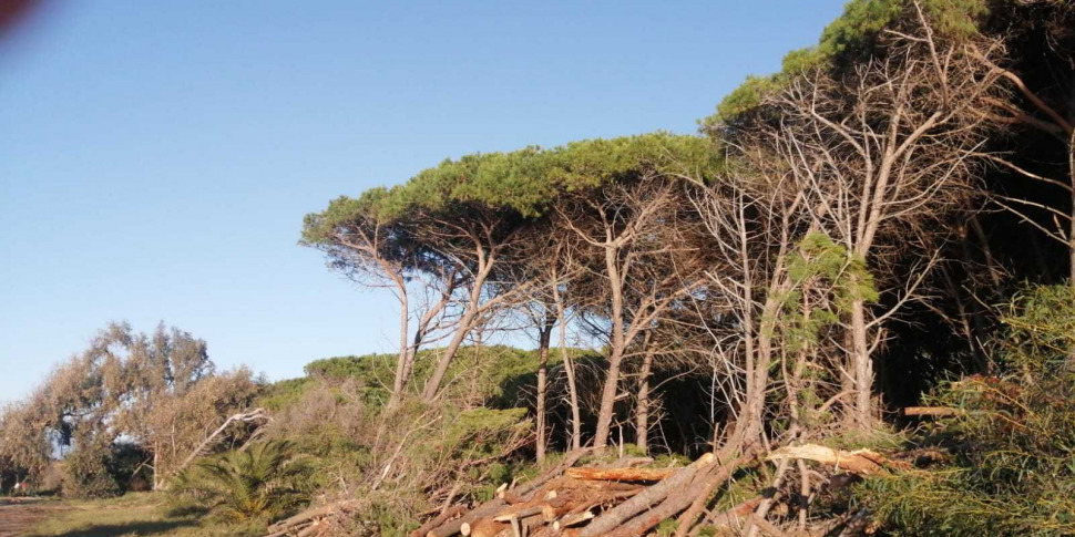 Pizzo, taglio di alberi selvaggio nella pineta Colamaio: scatta il ...