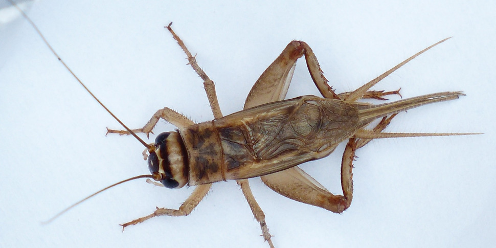 Da oggi scatta il via libera alla farina di grilli nell'Ue: ottima ...