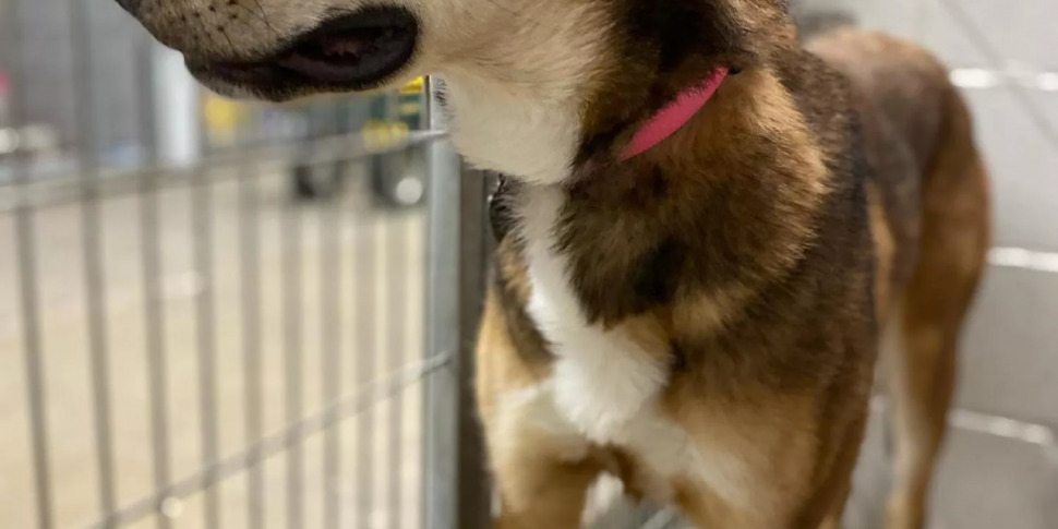 Cane scomparso da 36 ore suona il campanello e torna al suo rifugio ...