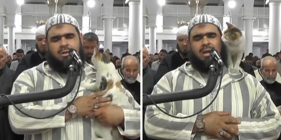 Un gatto si arrampica sull'imam durante le preghiere del Ramadan. Il ...