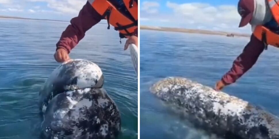 Il video sorprendente della balena grigia che chiede aiuto agli umani ...