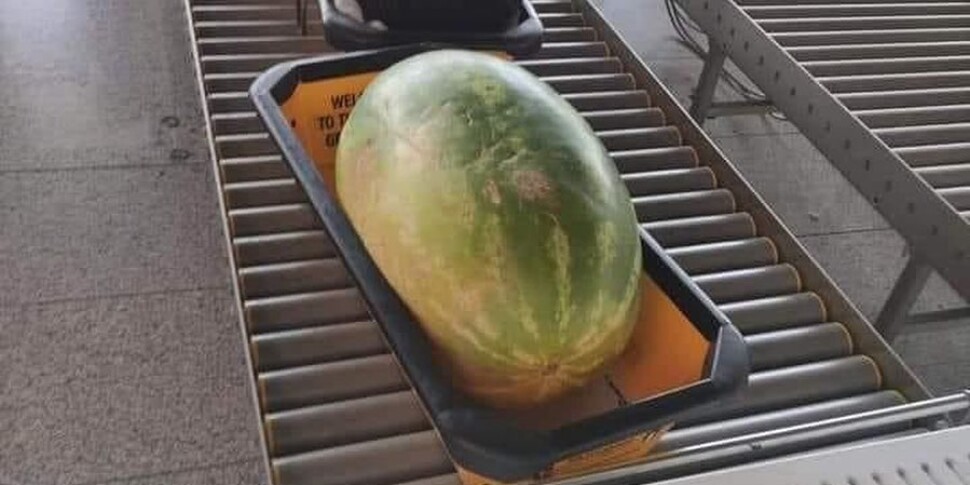 Passeggero tenta di imbarcare sull'aereo un'anguria intera tra i ...