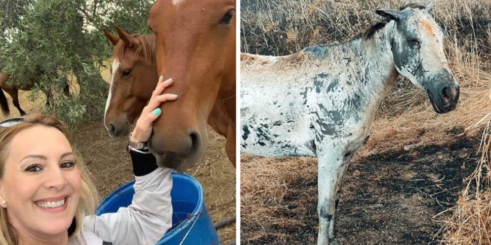 Cefalù, morta la puledra che Maria David ha cercato di salvare dal rogo ...