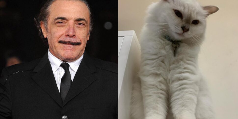 Nino Frassica e il gatto smarrito, ancora nessuna notizia del suo Hiro ...