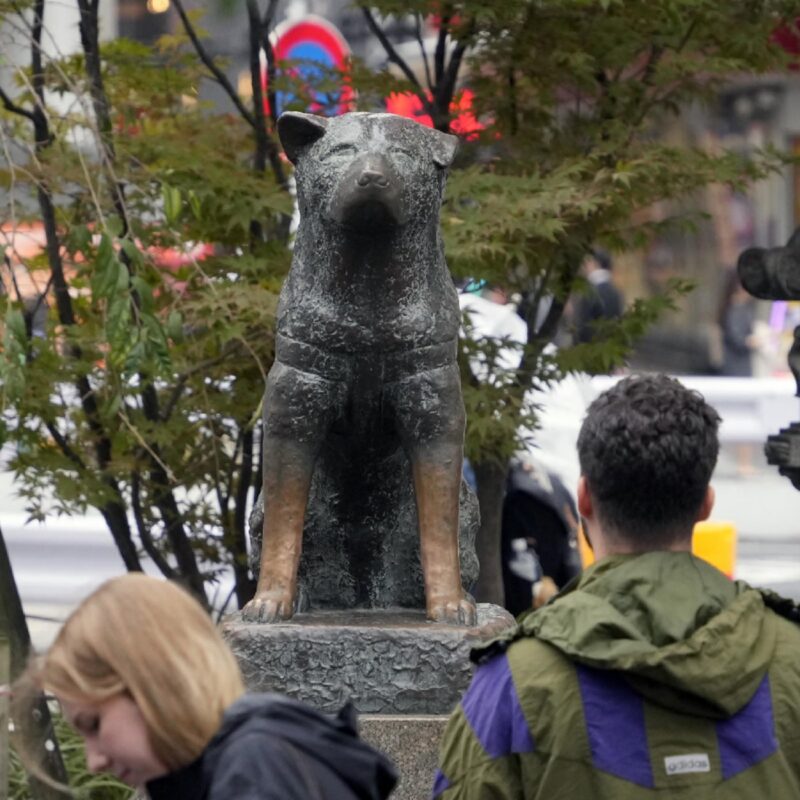 Il Giappone celebra i 100 anni dalla nascita del cane Hachiko, simbolo ...