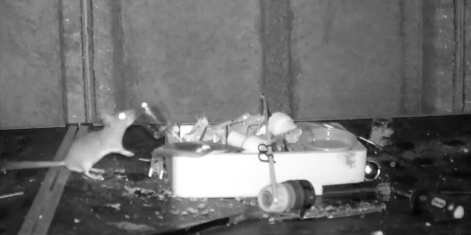 Il video straordinario del topo che mette in ordine la "casa ...