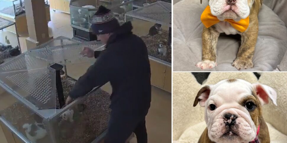 Finge una crisi epilettica, il complice ruba due bulldog da 4.000 euro ...