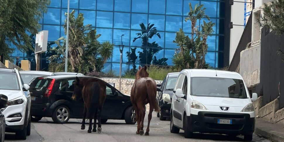 Messina, due cavalli scappano dalla stalla e si avventurano in via La ...