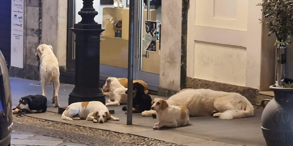 Il piano dell’Asp di Reggio Calabria per arginare l’emergenza randagi ...