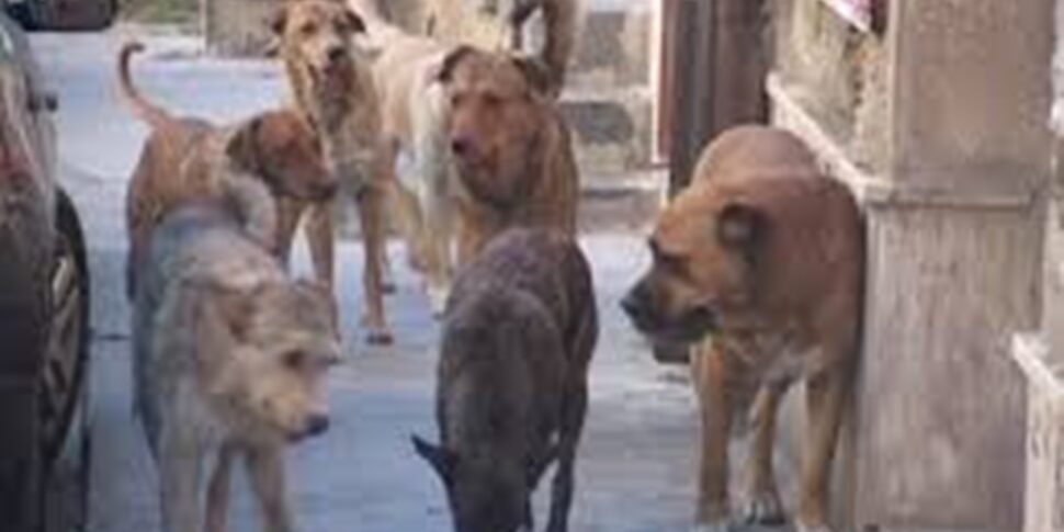 Orrore sulle montagne della Locride, cani randagi usati come bersagli ...