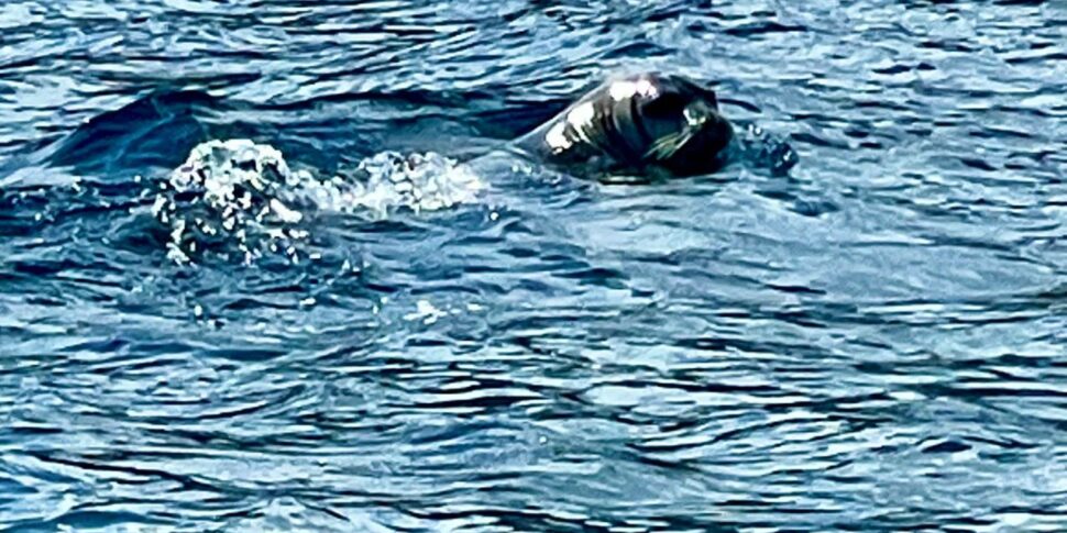 Panarea, spettacolo in mare: rarissima Foca monaca addenta murena sotto ...