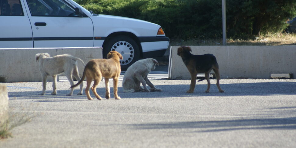 Randagismo in continua crescita a Lamezia Terme, serve un piano d ...