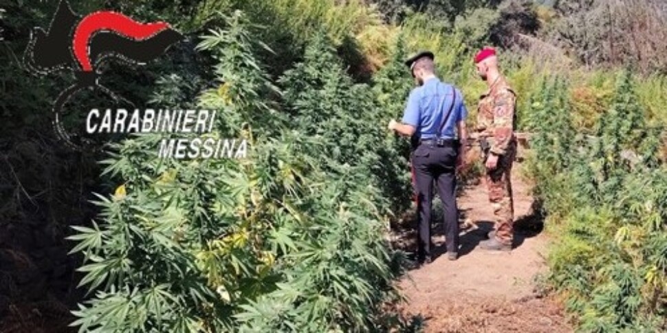 Messina, innaffiavano una piantagione di canapa indiana nelle zone ...