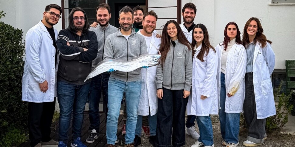 Messina, raro esemplare di pesce Liocorno ritrovato sul litorale ...